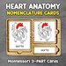 Human Heart Anatomy Parts Human Heart Nomenclature Cards Human Heart 3 ...