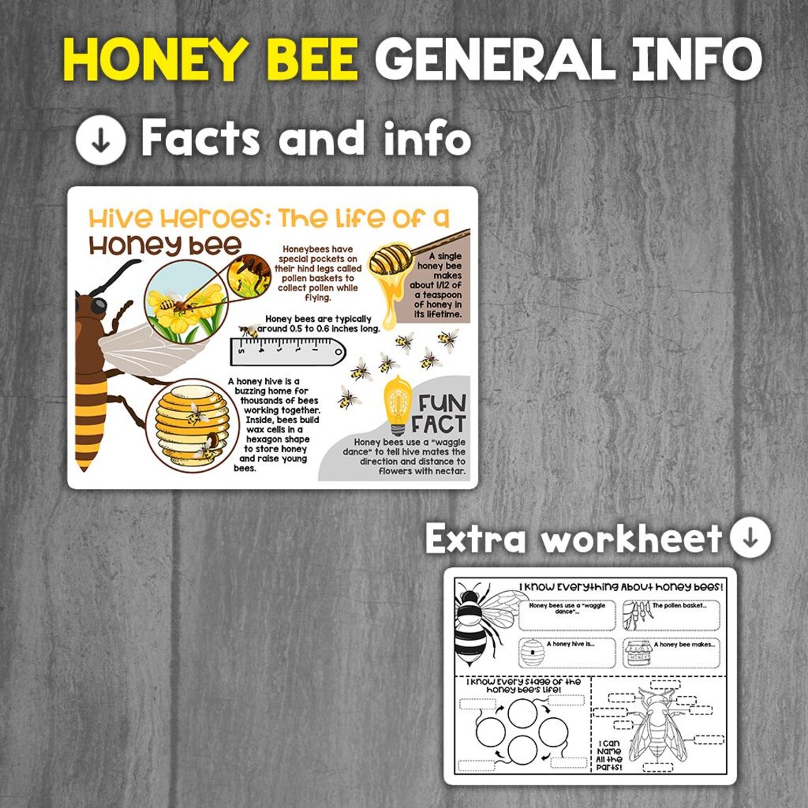 Honey Bee Life Cycle of a Honey Bee Body Parts of a Honey Bee Labeled ...