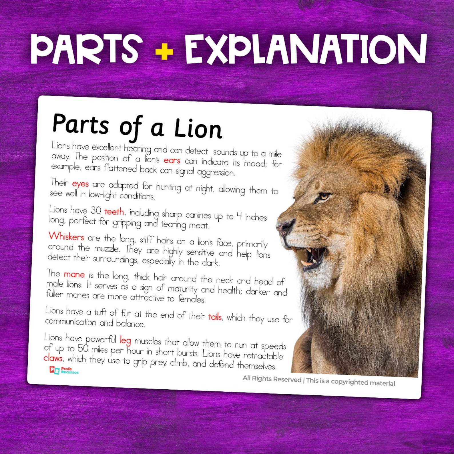 Parts of a Lion Anatomy Parts All About African Lion African Lion ...