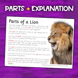 Parts of a Lion Anatomy Parts All About African Lion African Lion ...
