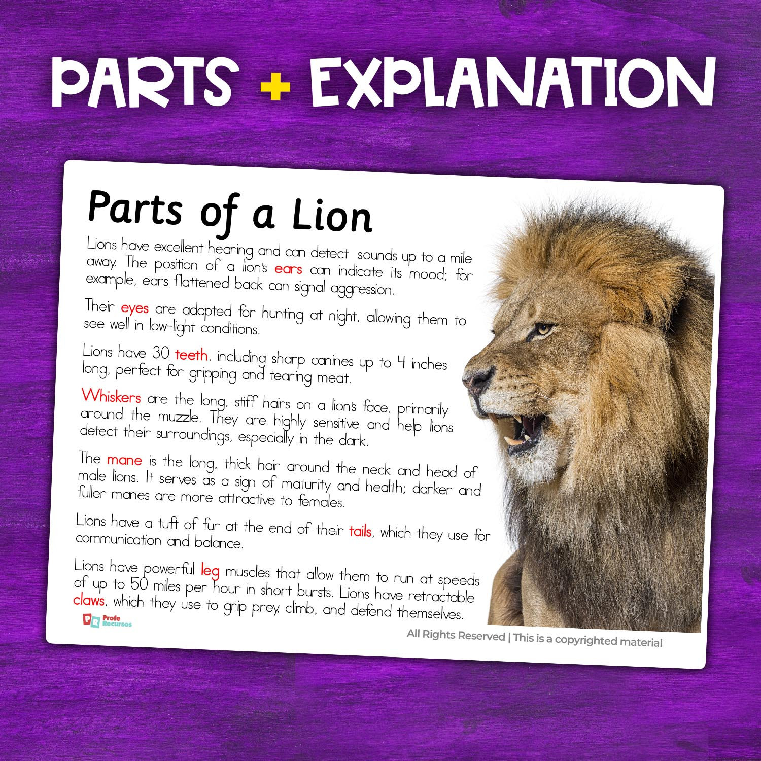 Parts of a Lion Anatomy Parts All About African Lion African Lion ...