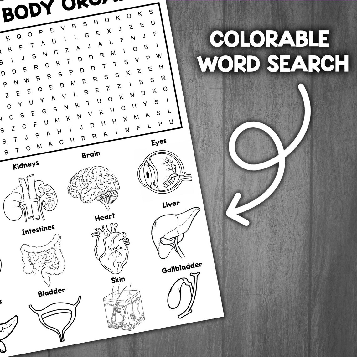 Human Body Systems Activity Worksheet | Organ Systems Word Search Body ...