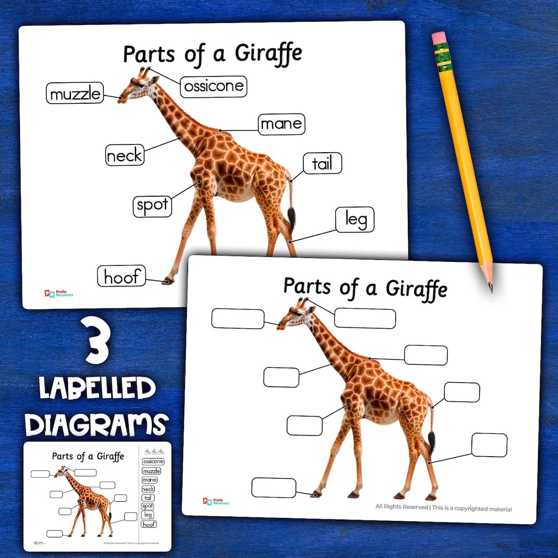 Giraffe Anatomy Parts of a Giraffe Diagram Giraffe Parts Labeled Giraffe Display Poster Giraffe ...