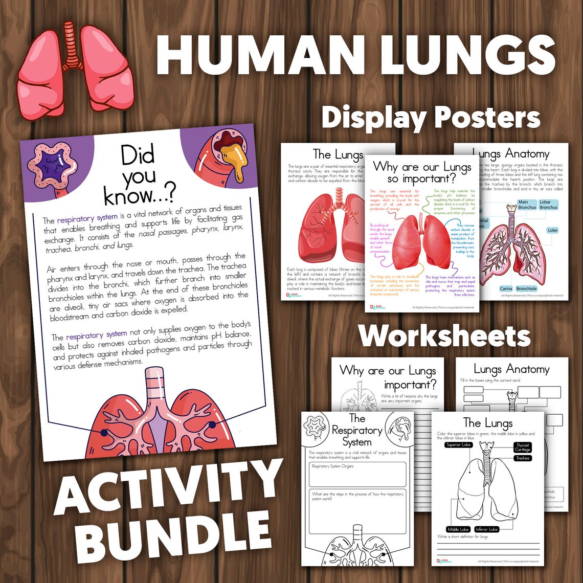 Lungs Activity Bundle Human Lungs Activity Lungs and Respiratory System ...