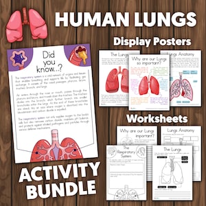 Lungs Activity Bundle Human Lungs Activity Lungs and Respiratory System ...