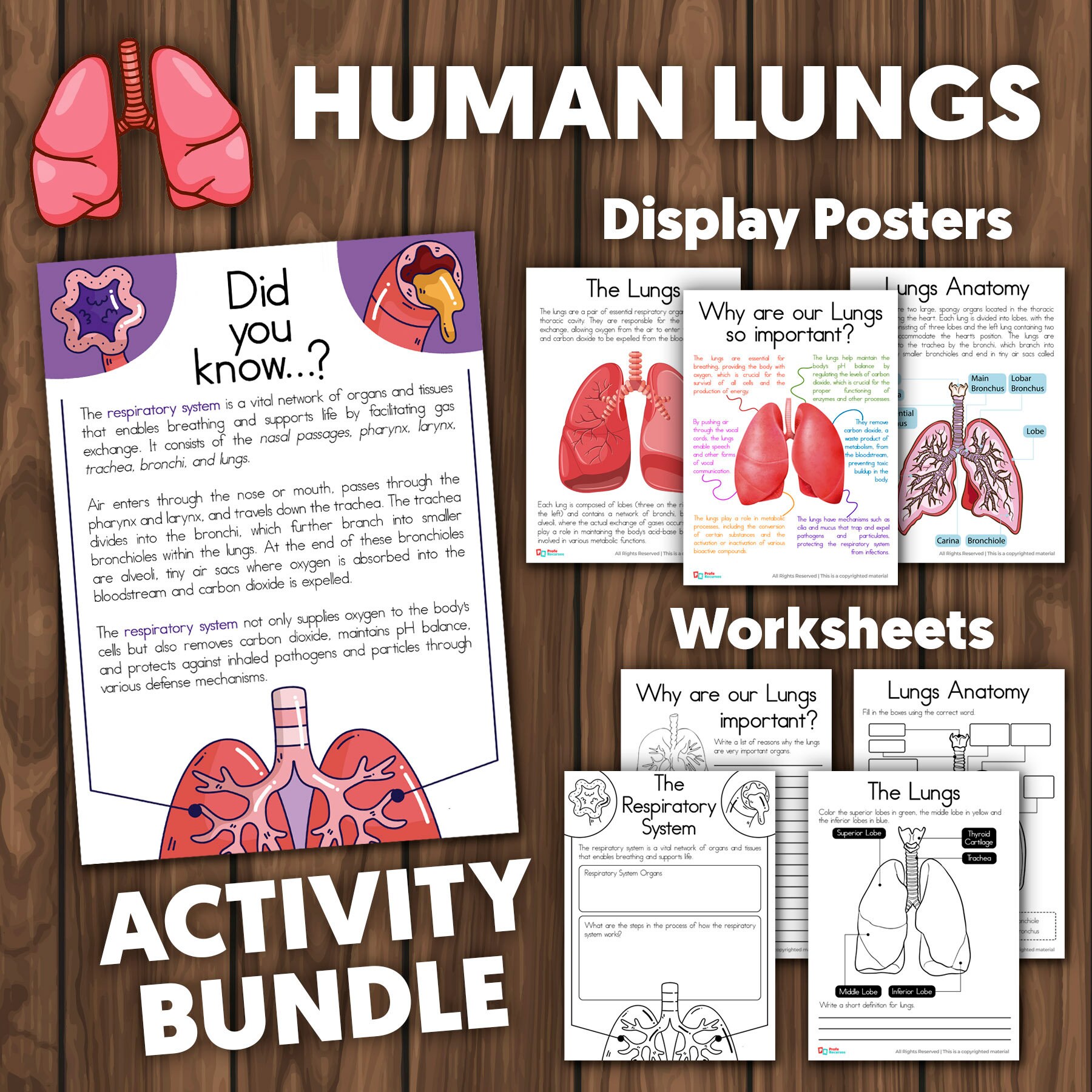 Lungs Activity Bundle Human Lungs Activity Lungs and Respiratory System ...