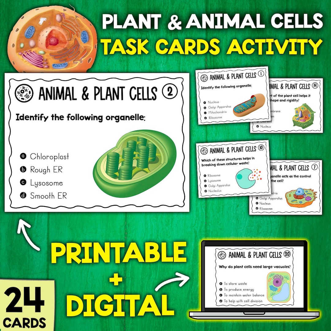 Plant and Animal Cell Activity | Organelles Structure and Cell ...