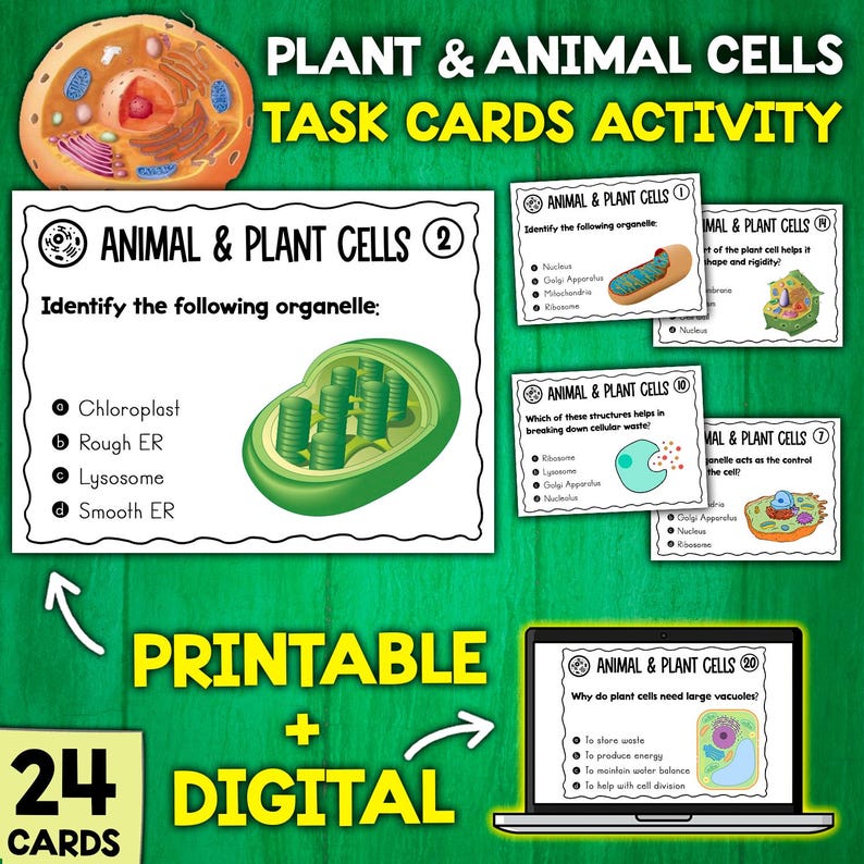 Plant and Animal Cell Activity | Organelles Structure and Cell ...