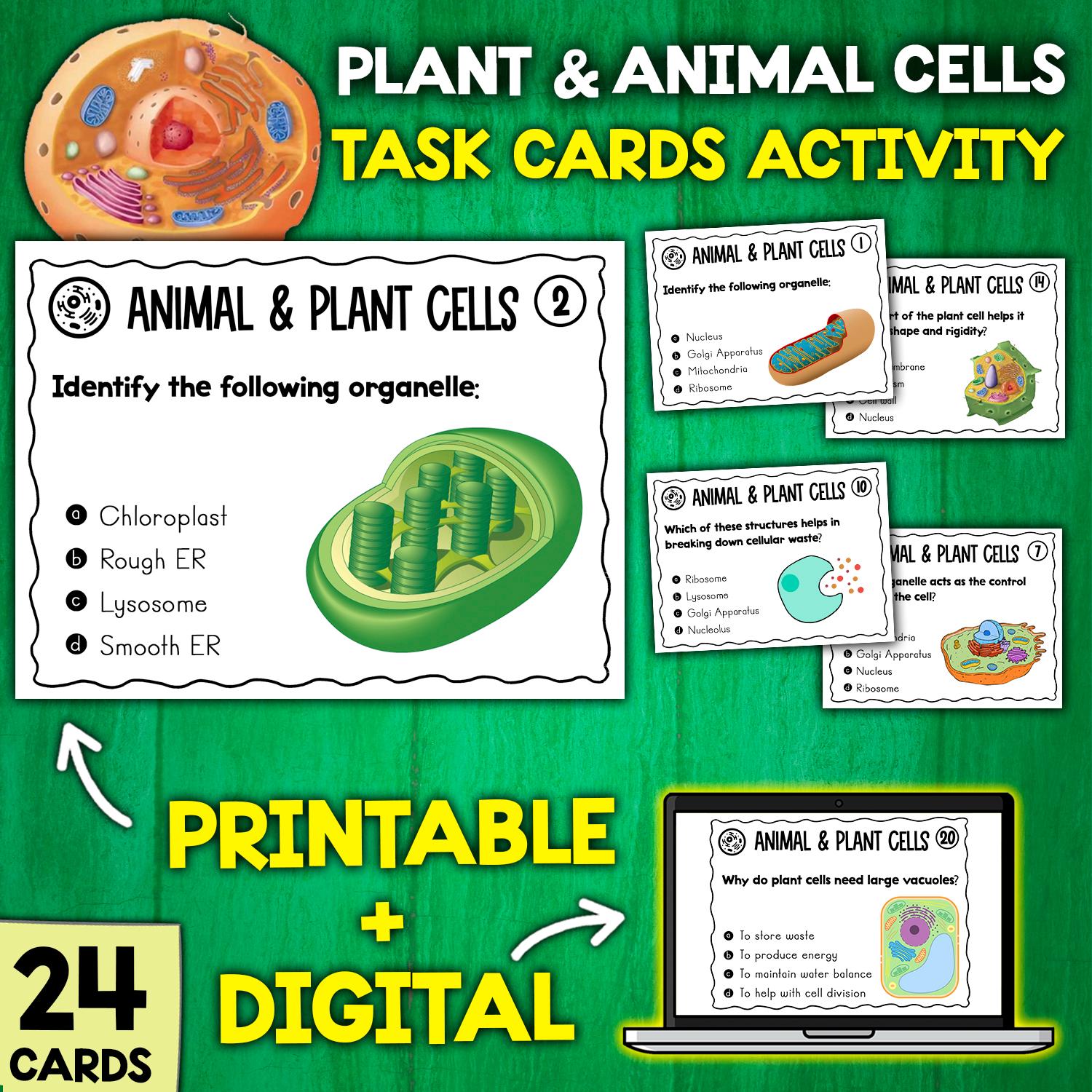 Plant and Animal Cell Activity | Organelles Structure and Cell ...