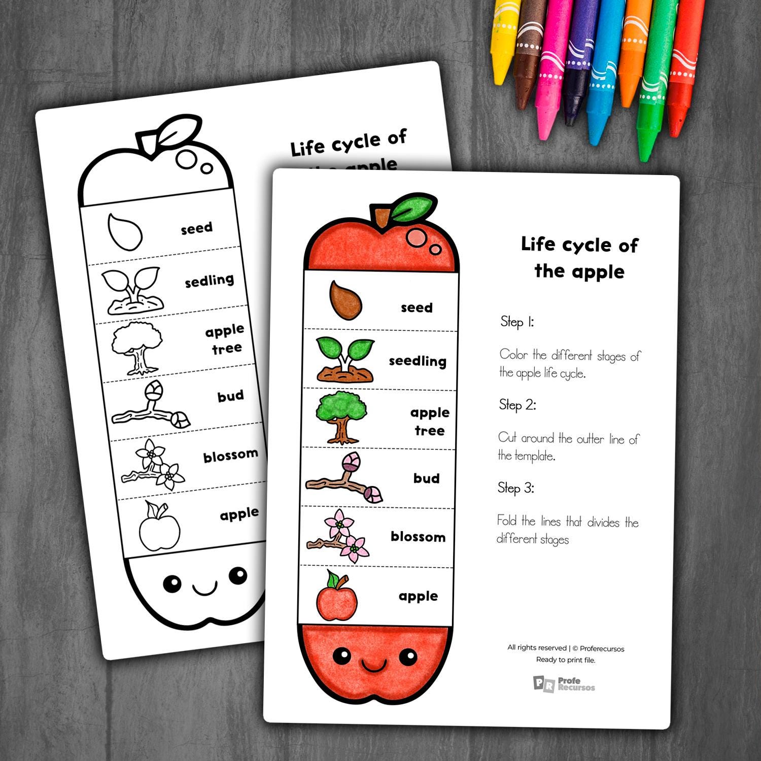 Apple Life Cycle Activity Craft | Life Cycle of an Apple | Apple Tree ...