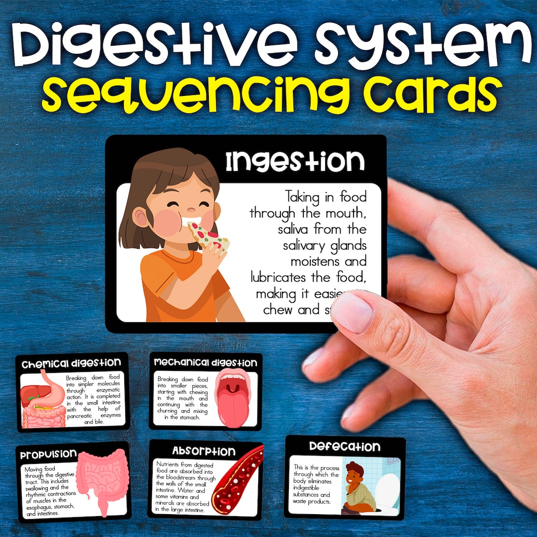 Digestive System Sequencing Cards How Digestive System Works Digestive ...