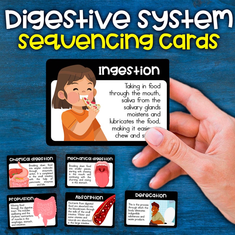 Digestive System Sequencing Cards How Digestive System Works Digestive ...