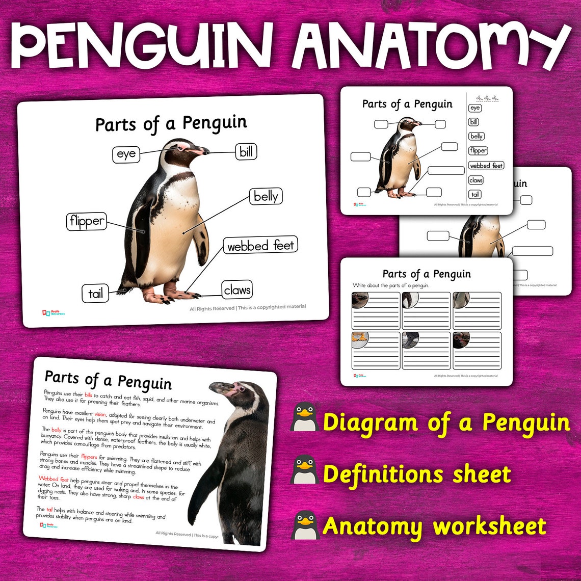 Parts of a Penguin Anatomy of a Penguin Parts for Kids Penguin Labeled ...