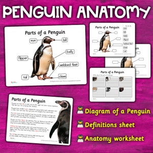 Parts of a Penguin Anatomy of a Penguin Parts for Kids Penguin Labeled ...
