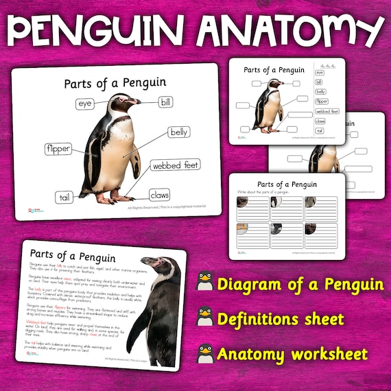 Penguin Anatomy Little Penguin Facts, Worksheets, Taxonomy