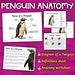 Parts of a Penguin Anatomy of a Penguin Parts for Kids Penguin Labeled ...