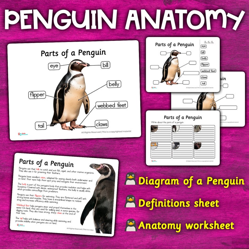 Parts of a Penguin Anatomy of a Penguin Parts for Kids Penguin Labeled ...