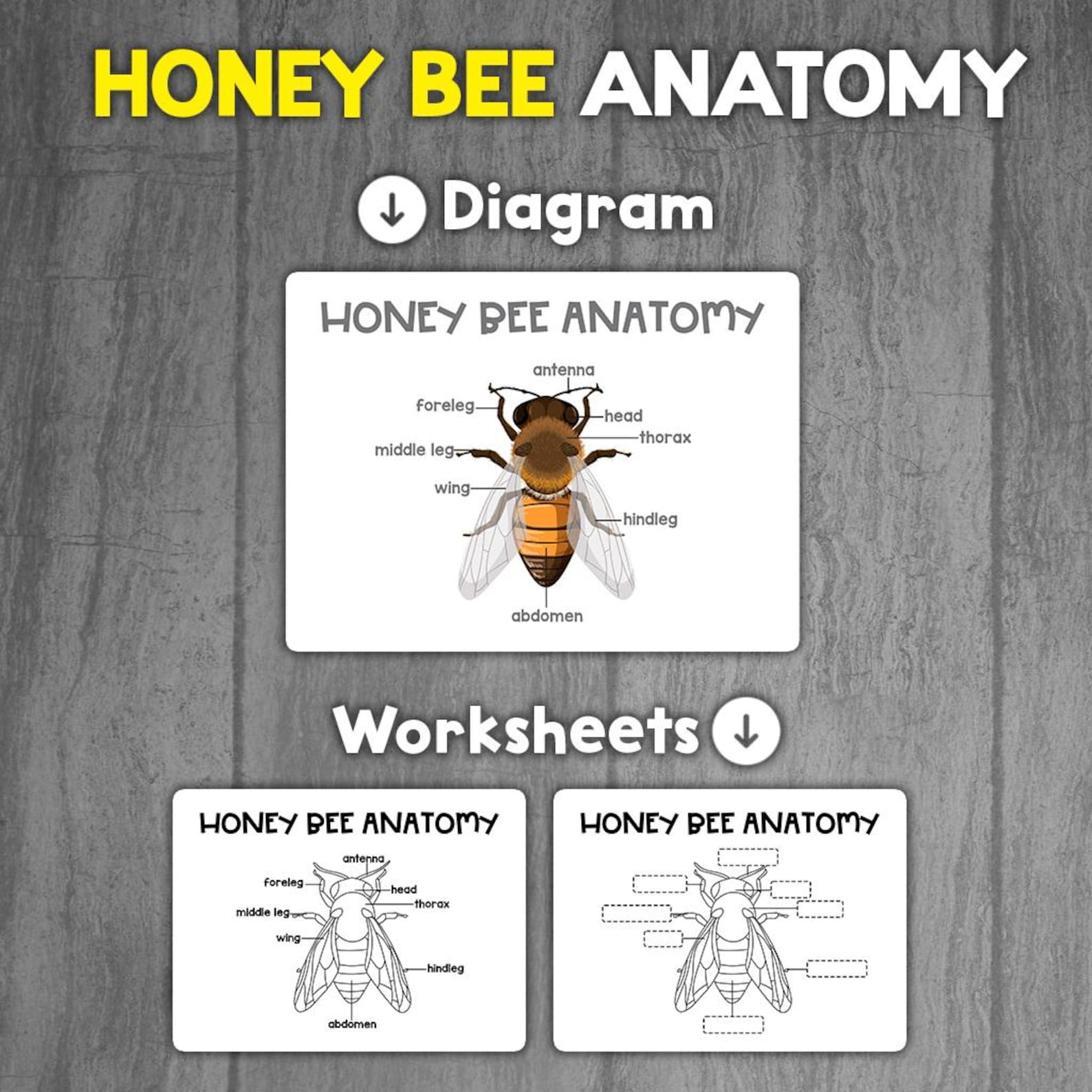 Honey Bee Life Cycle of a Honey Bee Body Parts of a Honey Bee Labeled ...