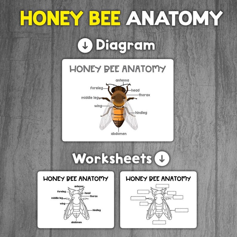 Honey Bee Life Cycle of a Honey Bee Body Parts of a Honey Bee Labeled ...