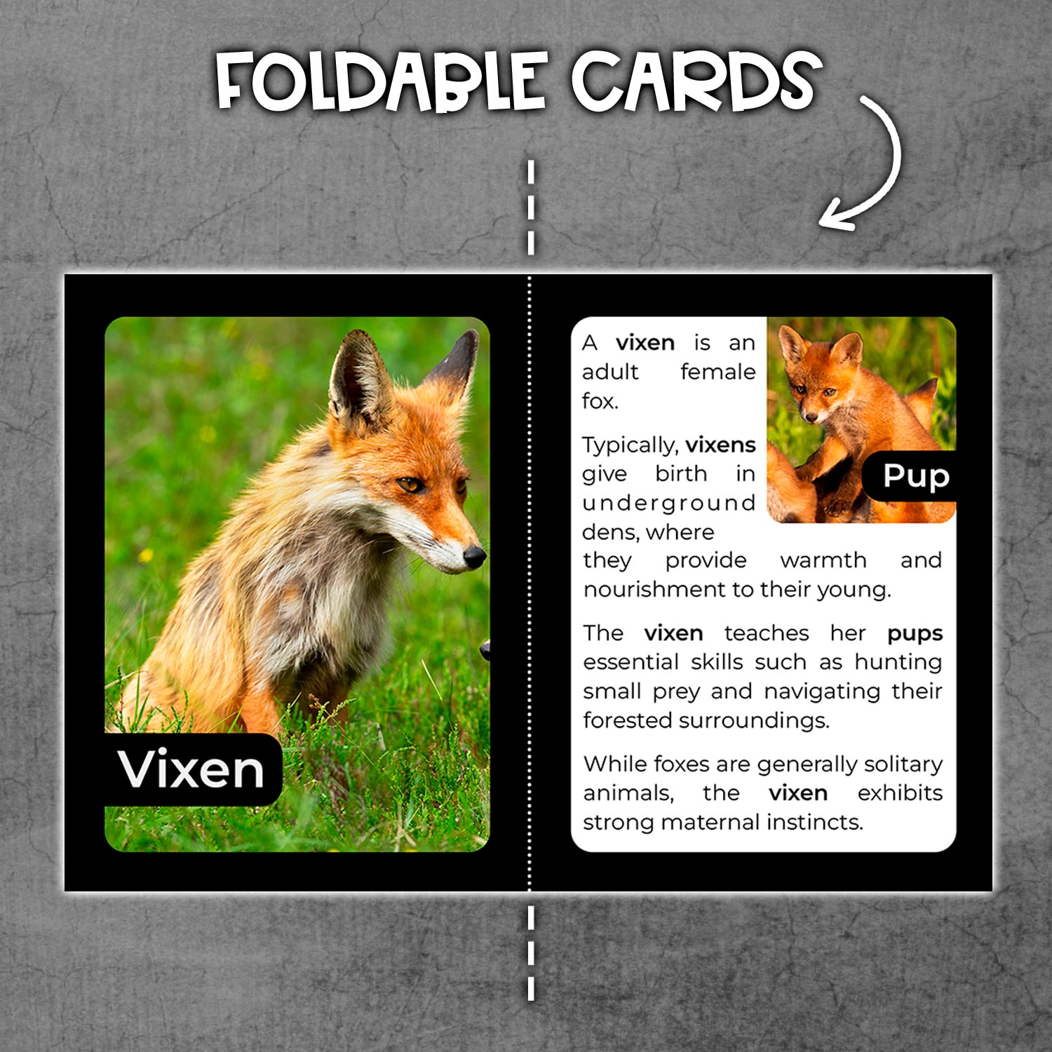 Mother and Baby Wild Animals Fact Cards Mother and Baby Animals Flash ...