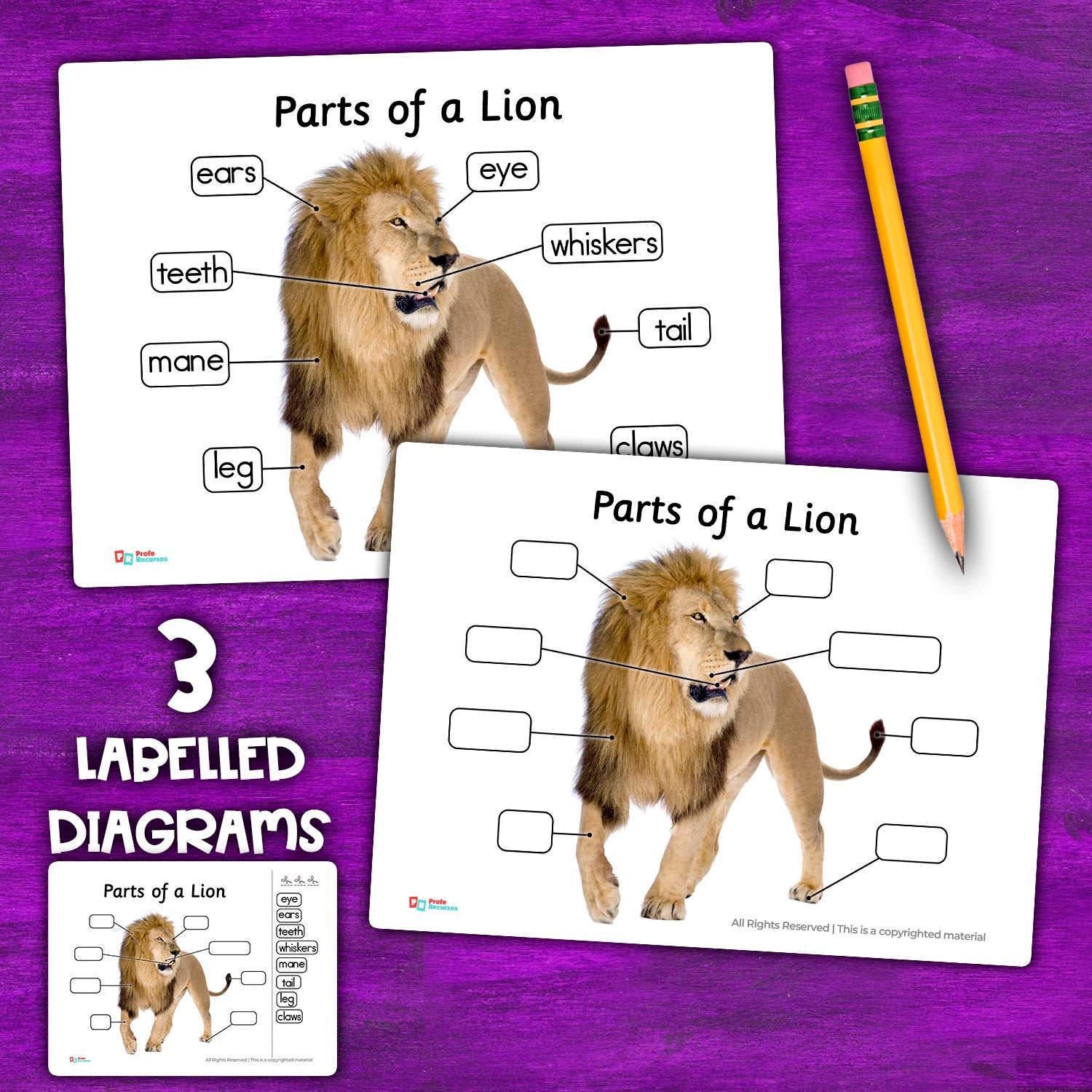 Parts of a Lion Anatomy Parts All About African Lion African Lion ...