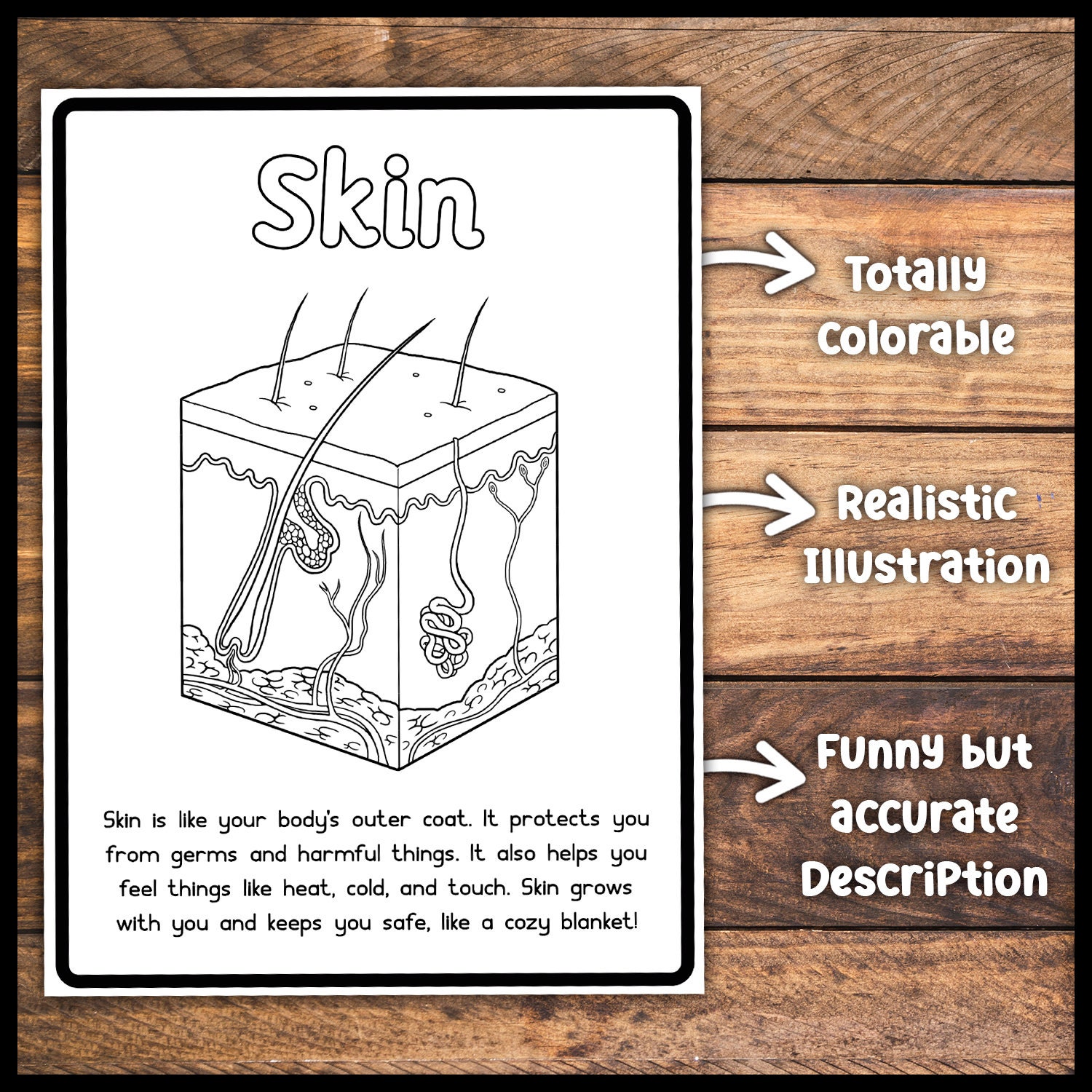 Human Anatomy Coloring Pages | Human Body Organs for Kids - Etsy