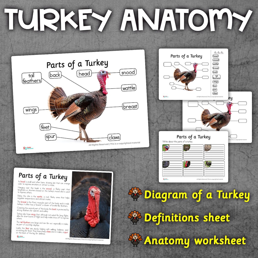 Turkey Anatomy Parts Turkey Body Parts Labeled Turkey Diagram Turkey ...