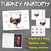 Turkey Anatomy Parts Turkey Body Parts Labeled Turkey Diagram Turkey ...