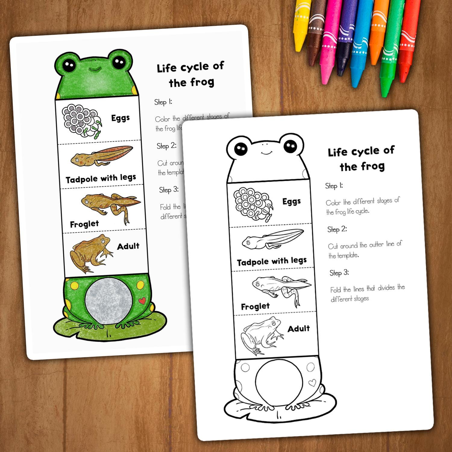 Frog Life Cycle Craft Foldable Template | Life Cycle of a Frog Activity ...