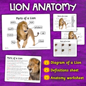 Parts of a Lion Anatomy Parts All About African Lion African Lion ...