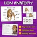 Parts of a Lion Anatomy Parts All About African Lion African Lion ...