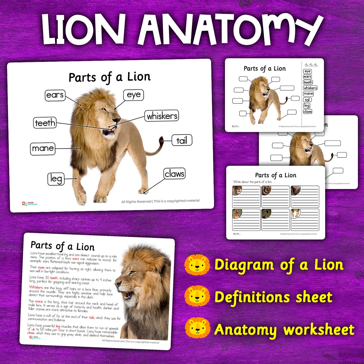 Parts of a Lion Anatomy Parts All About African Lion African Lion ...