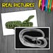 Vertebrate X-ray Matching | Vertebrates and Invertebrates Activity ...