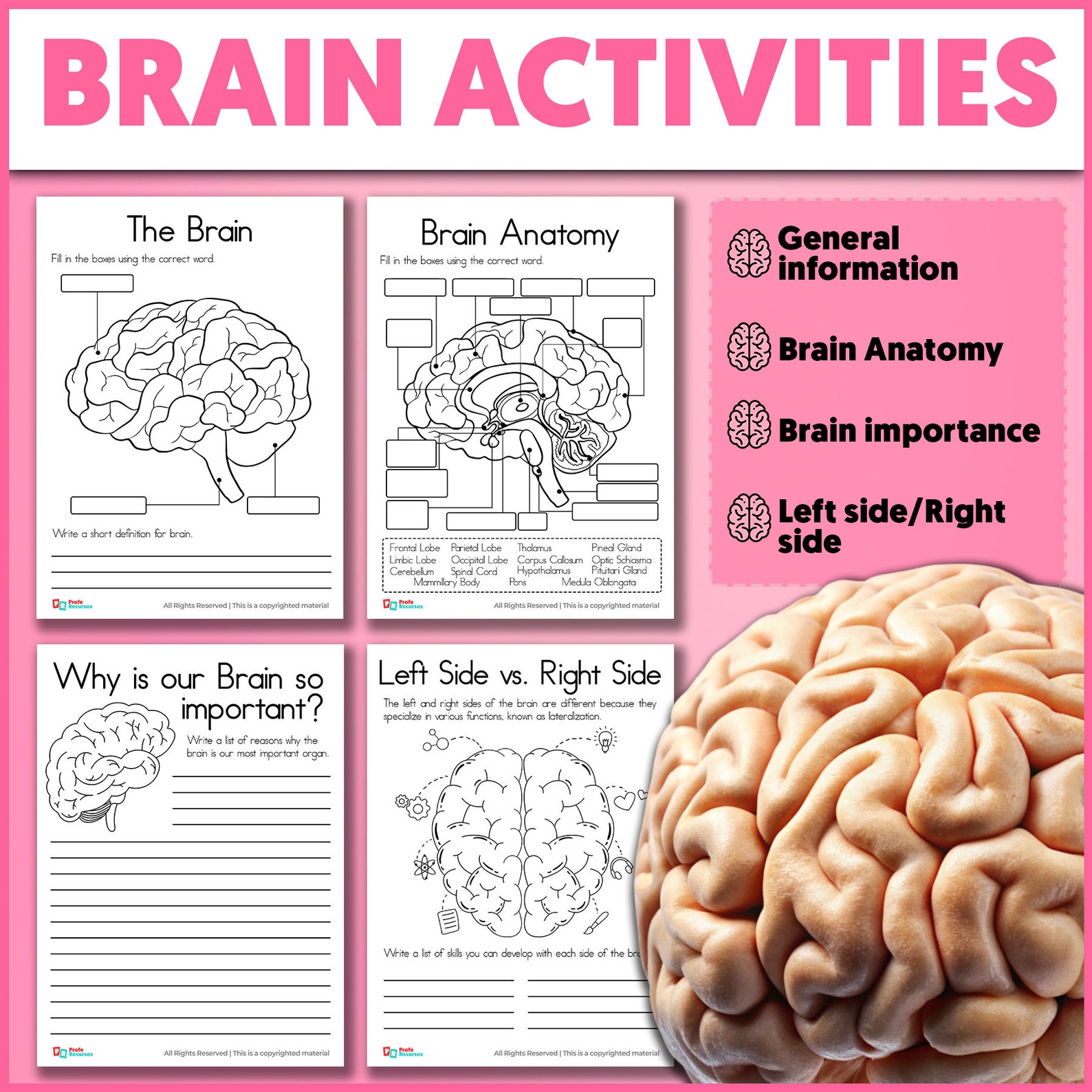 Human Brain Activity Bundle Human Anatomy Activities for Kids Human ...