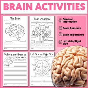 Human Brain Activity Bundle Human Anatomy Activities for Kids Human ...