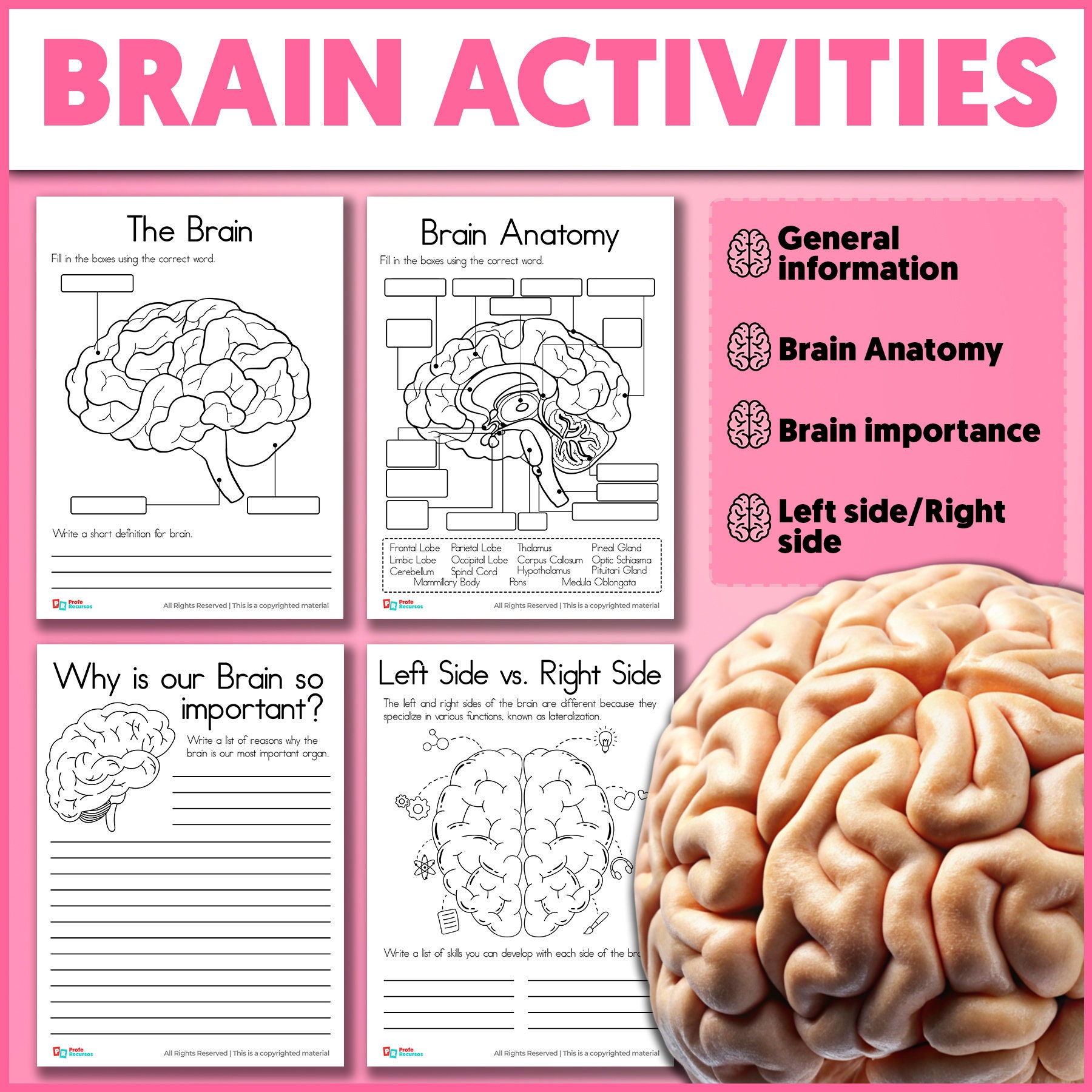 Human Brain Activity Bundle Human Anatomy Activities for Kids Human ...