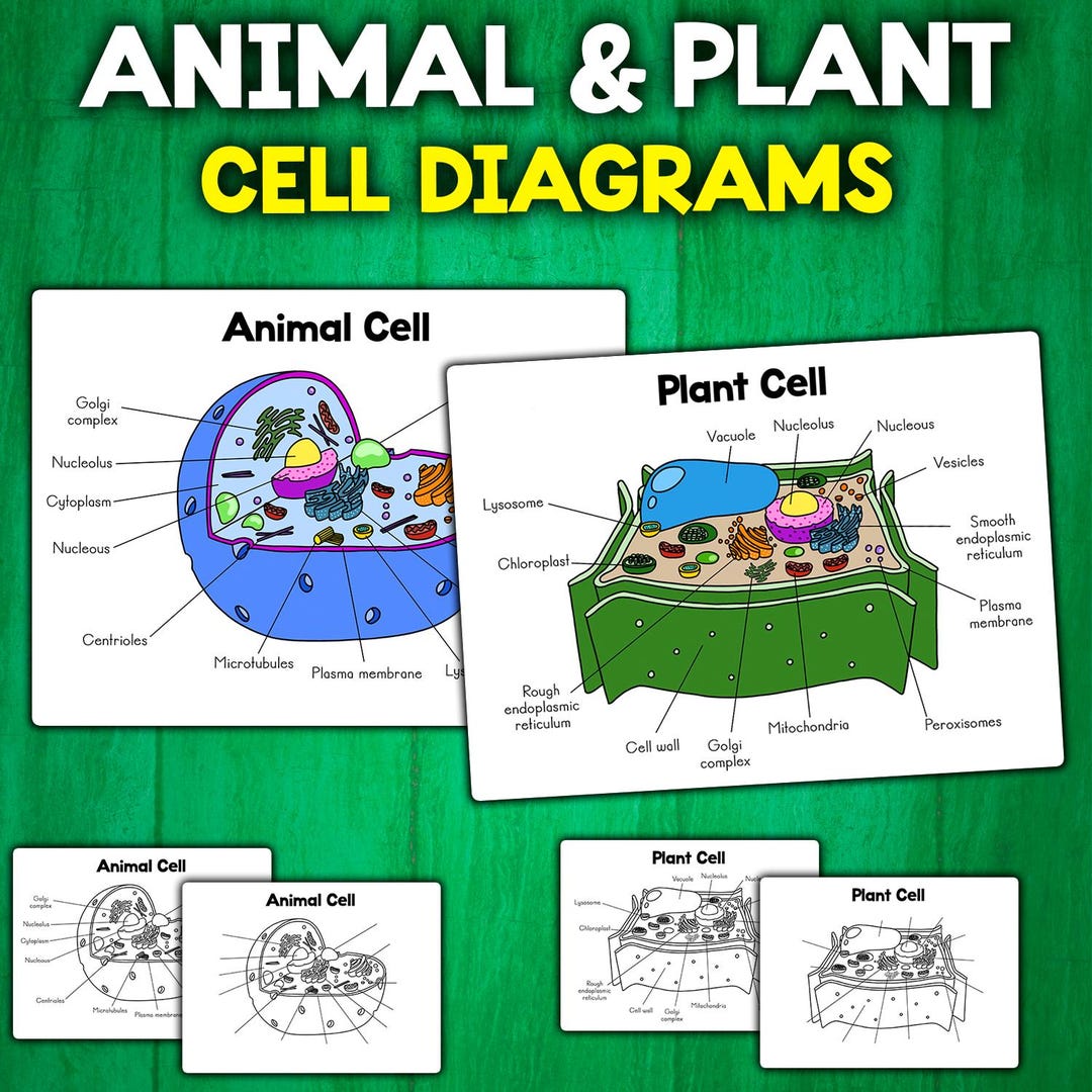 Animal and Plant Cell Diagrams | Color, B&W, Labeled, Unlabeled Cell ...