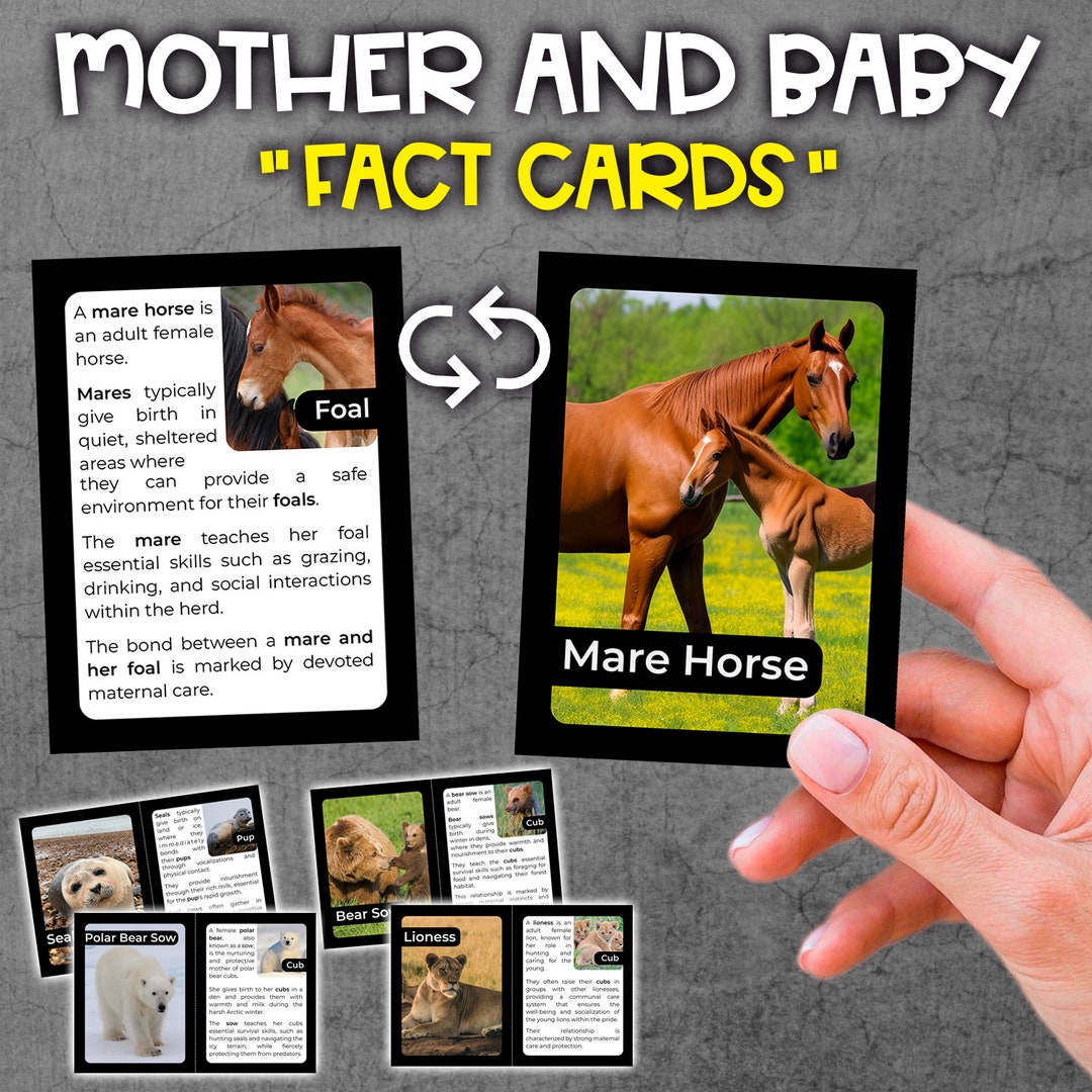 Mother and Baby Wild Animals Fact Cards Mother and Baby Animals Flash ...