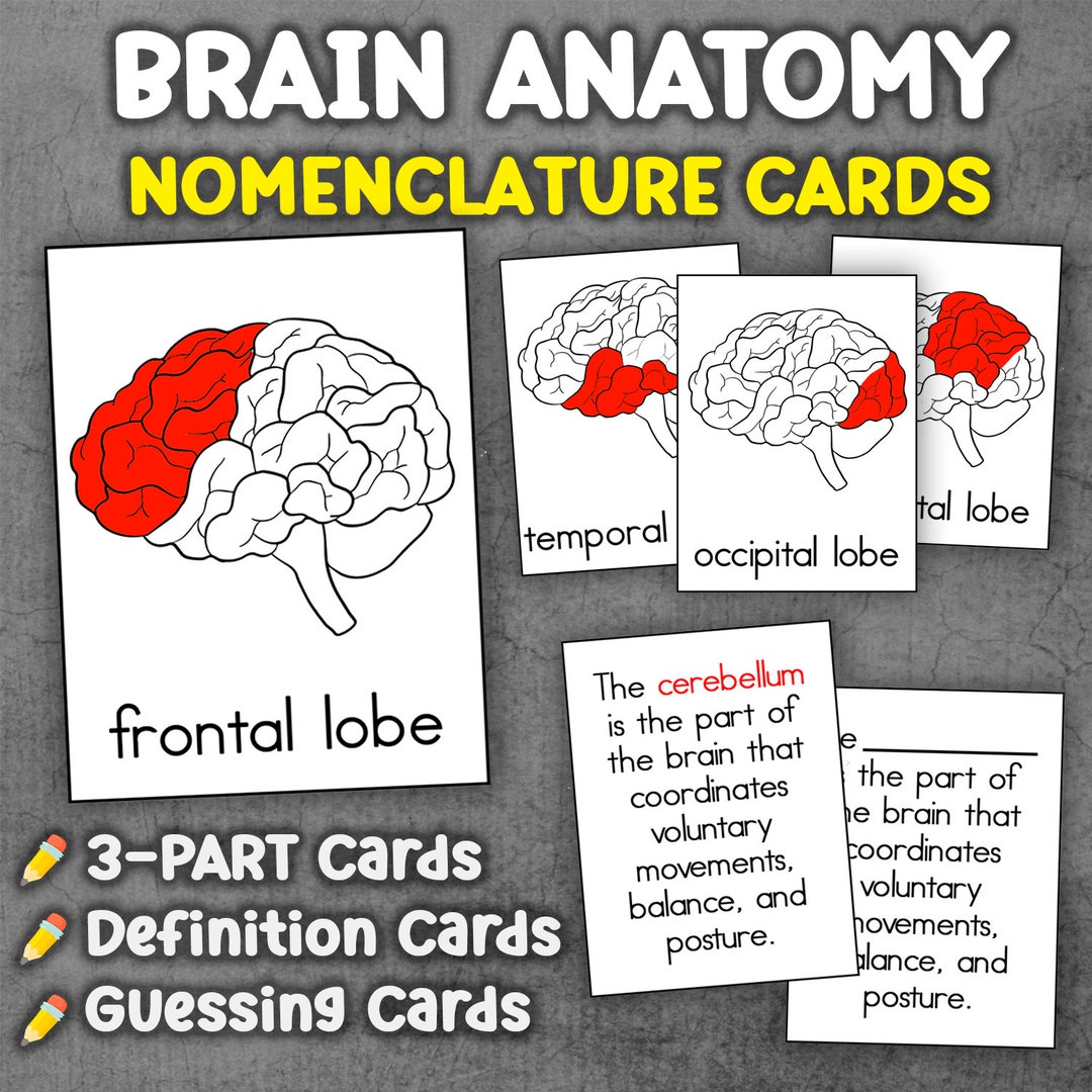 Brain Anatomy Parts Brain Anatomy Cards Brain Nomenclature Cards Brain ...