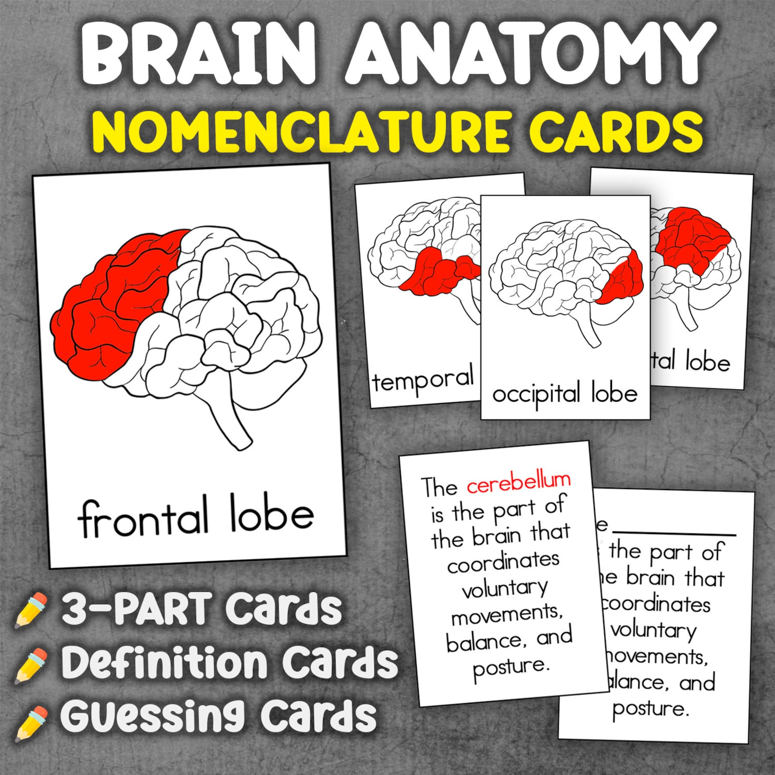 Brain Anatomy Parts Brain Anatomy Cards Brain Nomenclature Cards Brain ...