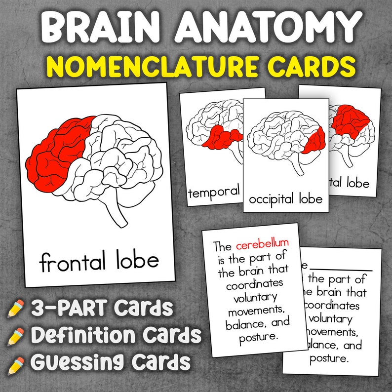 Brain Anatomy Parts Brain Anatomy Cards Brain Nomenclature Cards Brain ...