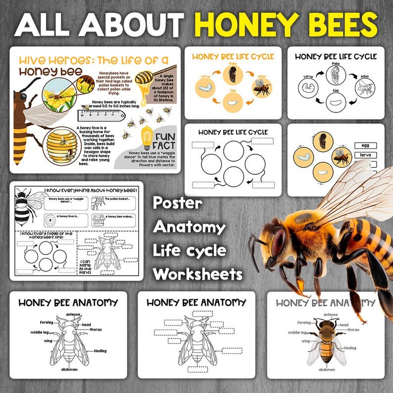 Honey Bee Life Cycle of a Honey Bee Body Parts of a Honey Bee Labeled ...