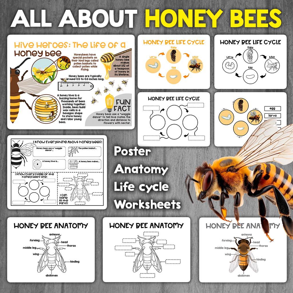 Honey Bee Life Cycle of a Honey Bee Body Parts of a Honey Bee Labeled ...
