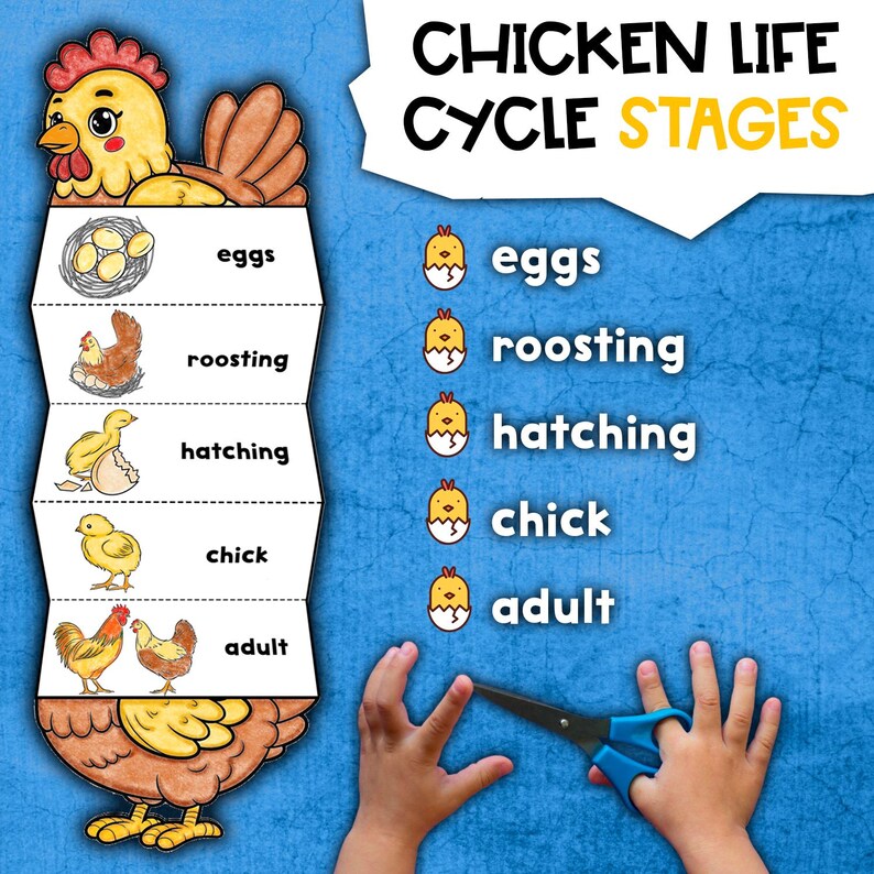 Chicken Life Cycle Activity | Chicken Craft Foldable Template | Life ...