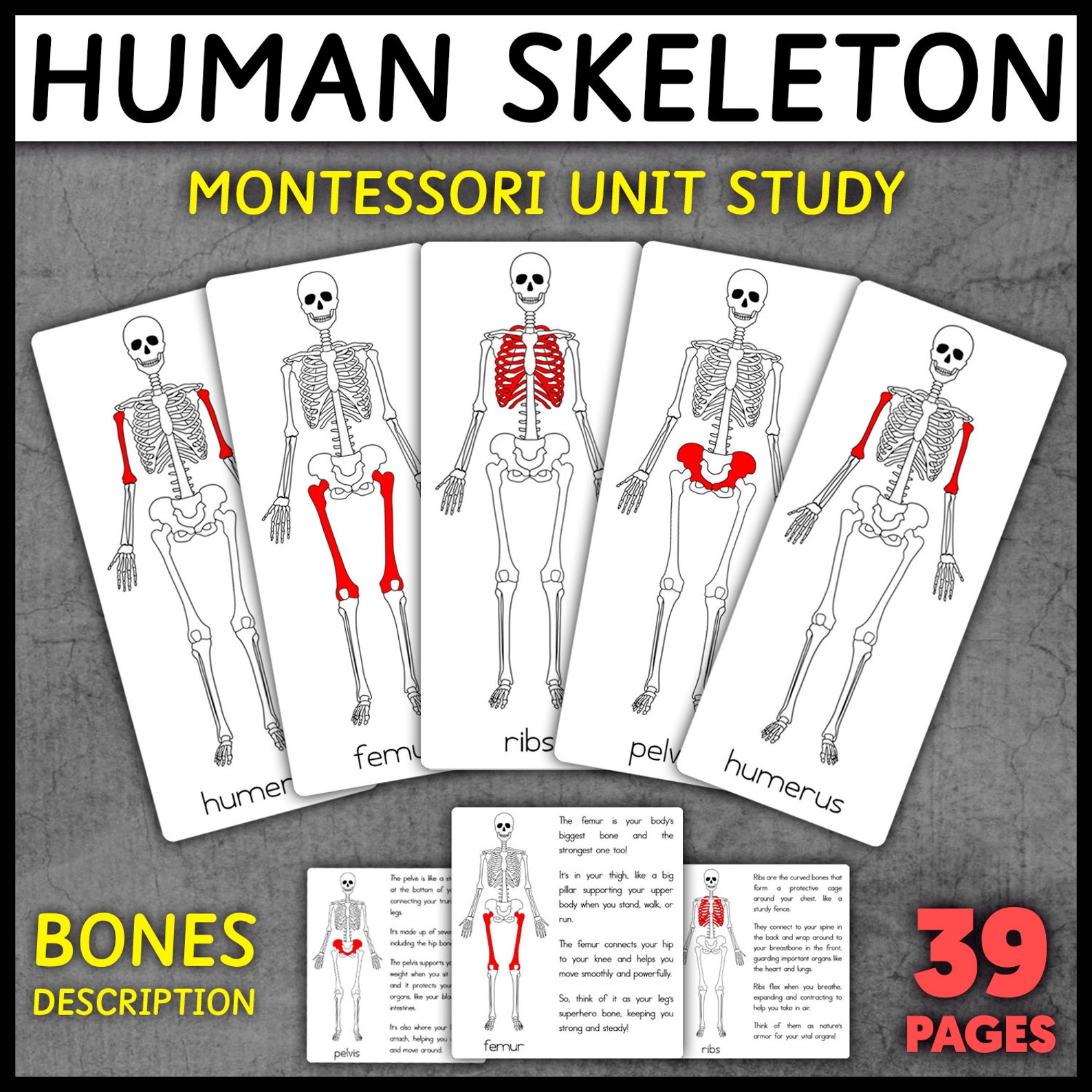 Human Skeleton Montessori Cards 3-part Cards Nomenclature Cards ...