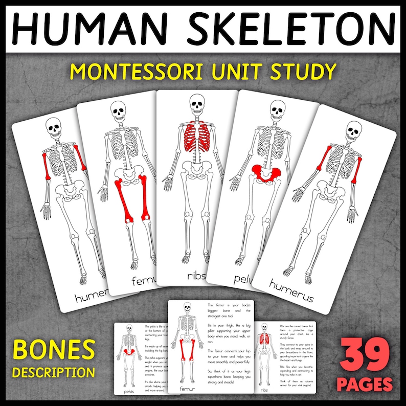 Human Skeleton Montessori Cards 3-part Cards Nomenclature Cards ...