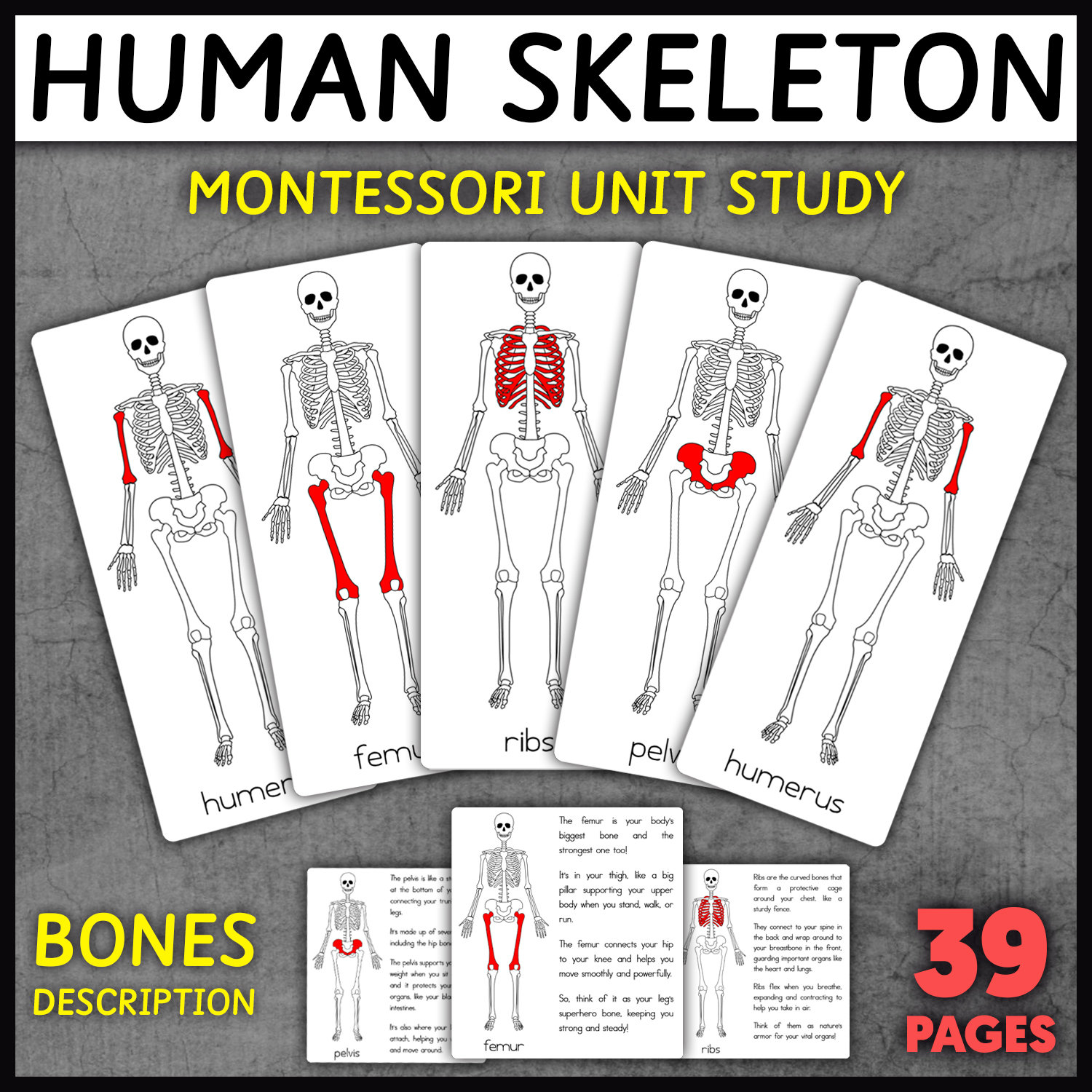 Human Skeleton Montessori Cards 3-part Cards Nomenclature Cards ...
