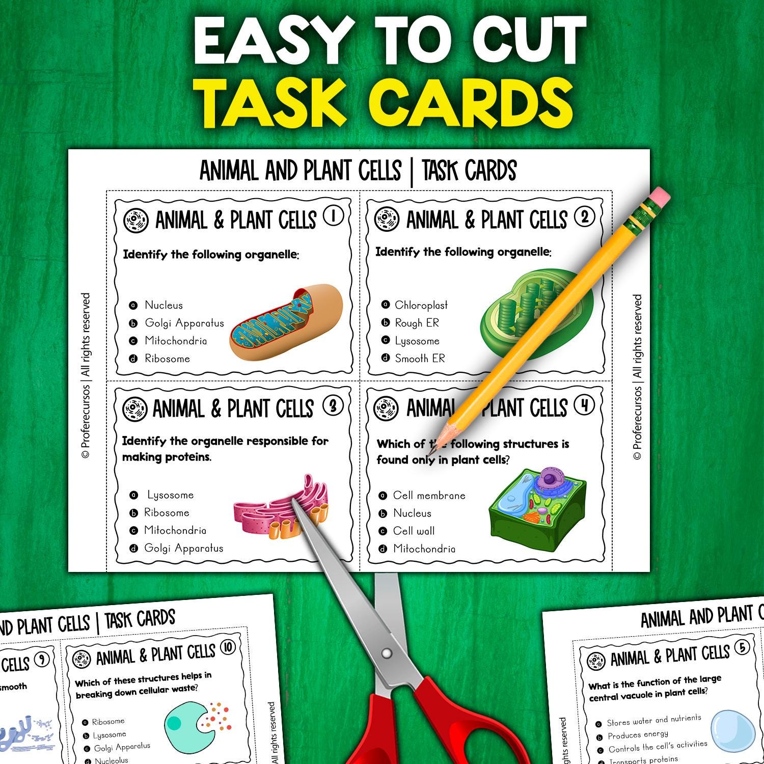 Plant and Animal Cell Activity | Organelles Structure and Cell ...