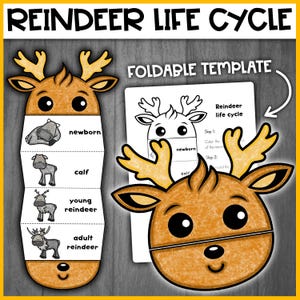 Reindeer Life Cycle Activity | Reindeer Craft | Christmas Craft ...