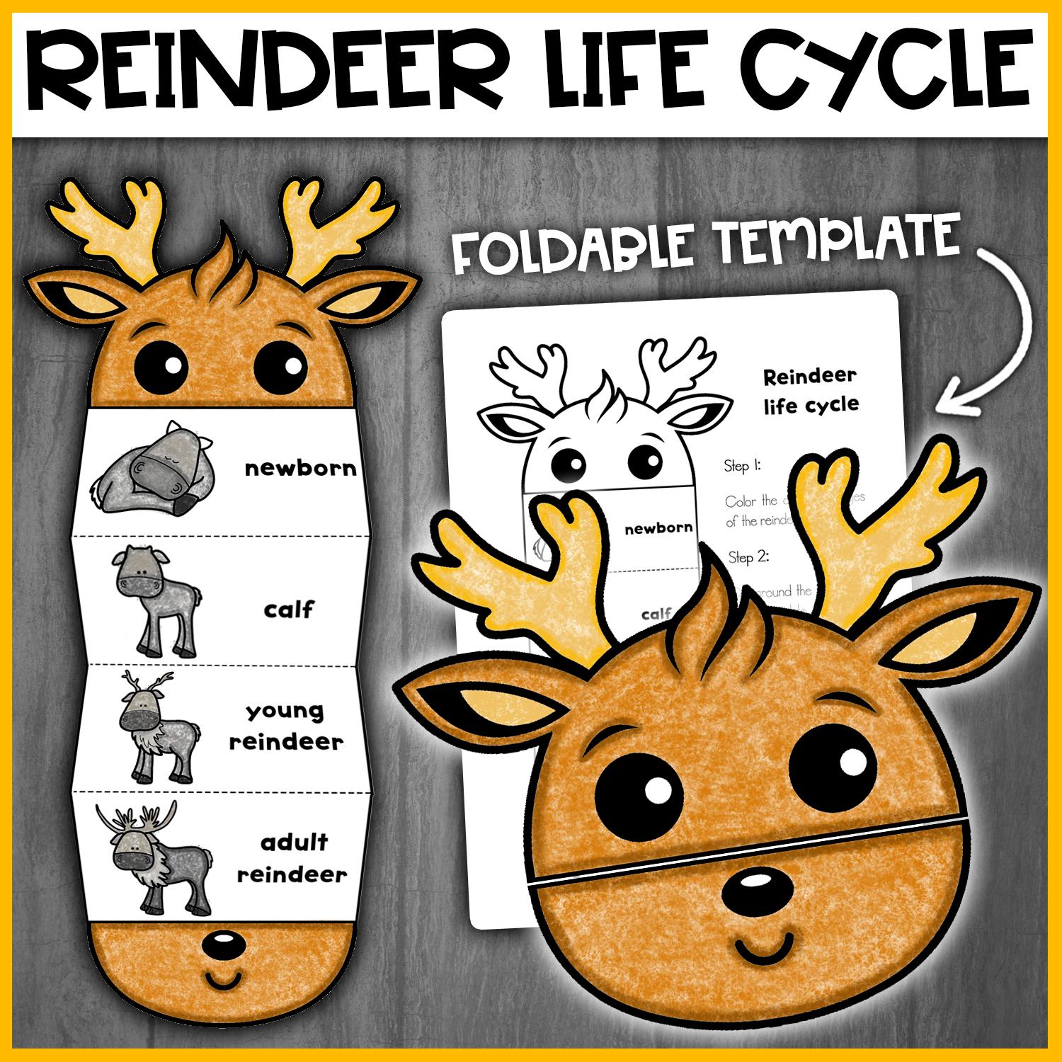Reindeer Life Cycle Activity | Reindeer Craft | Christmas Craft ...